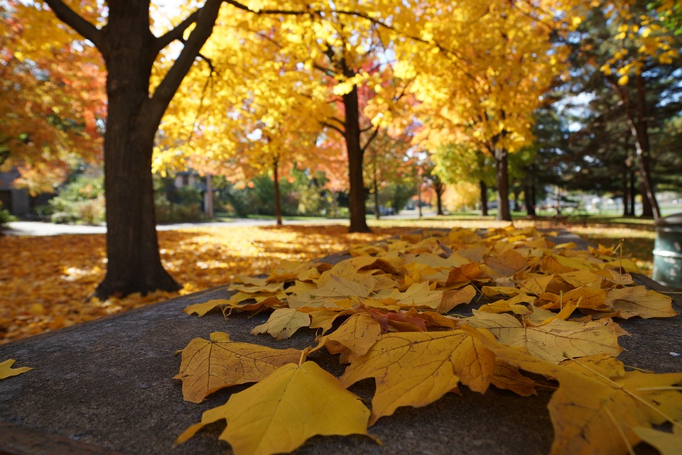 Thanksgiving Pathway Image | Faith for the Journey