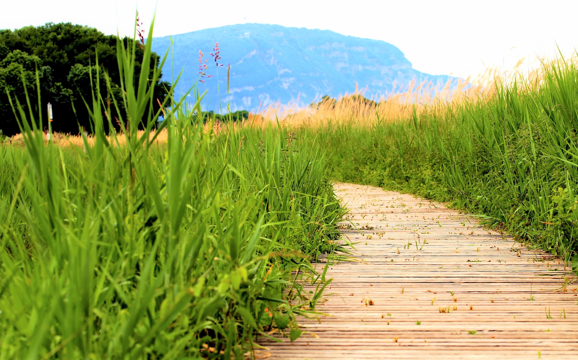 Faith – Sense – Meadow Path | Faith for the Journey